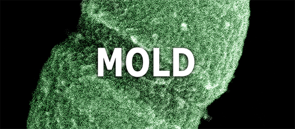 Mold Inspection Cost Guide | Affordable & Reliable