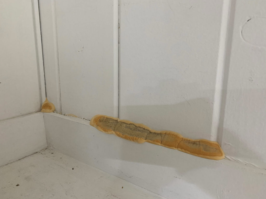 Poria Incrassata Problems in Los Angeles - FunGuy Mold Inspections
