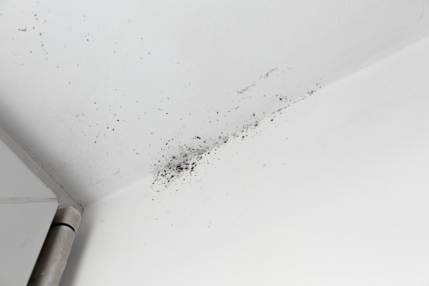 Black Mold Testing and Removal | FunGuy Inspections Los Angeles