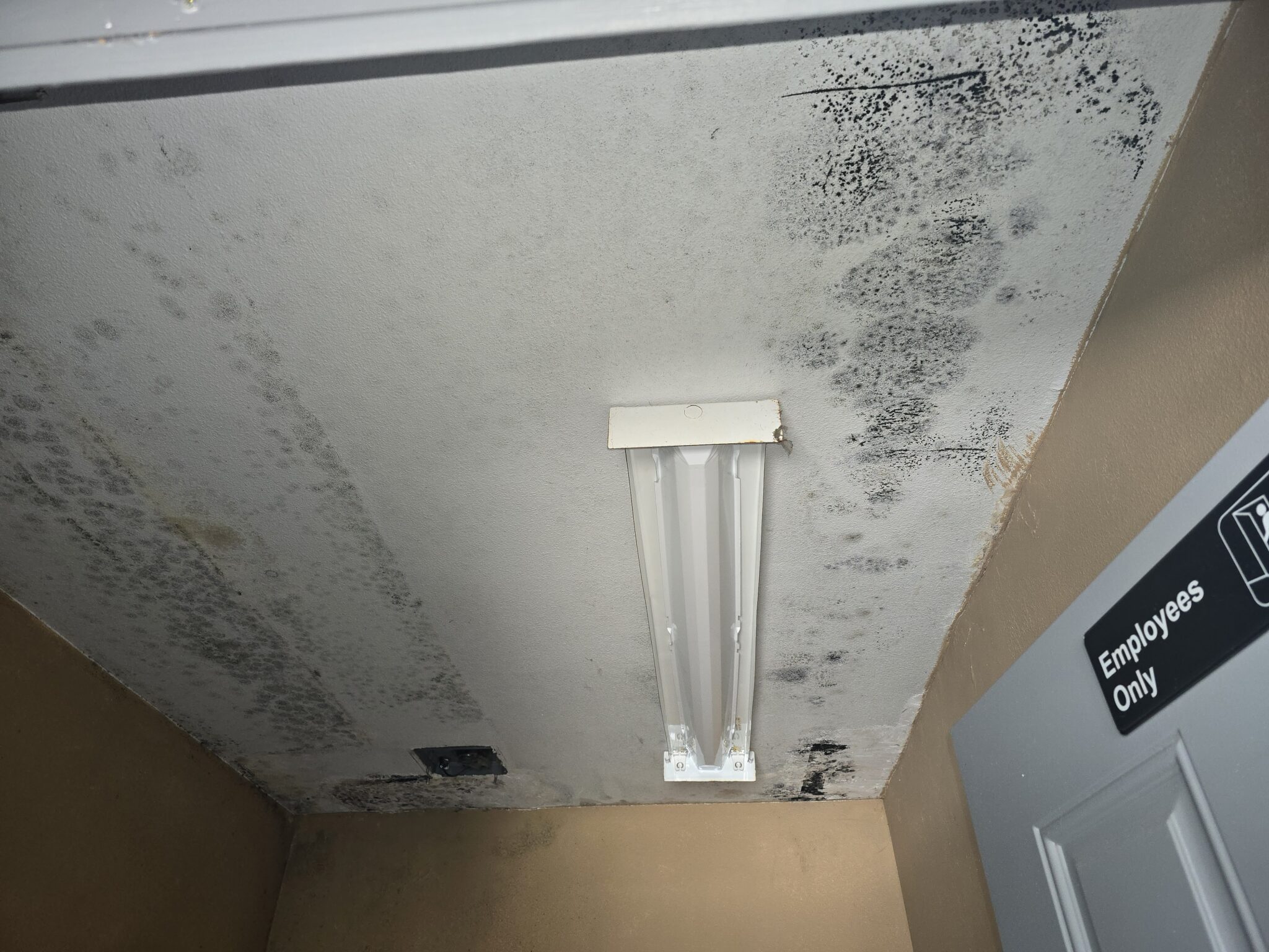 Mold vs. Mildew on Ceiling: How to Tell the Difference (And When to ...